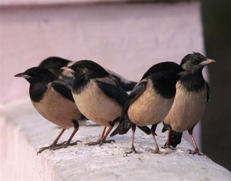 バライロムクドリ 薔薇色椋鳥 モモイロハッカ 桃色八哥 Rosy Starling Rose coloured Starling