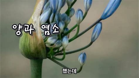 양과 염소 Youtube