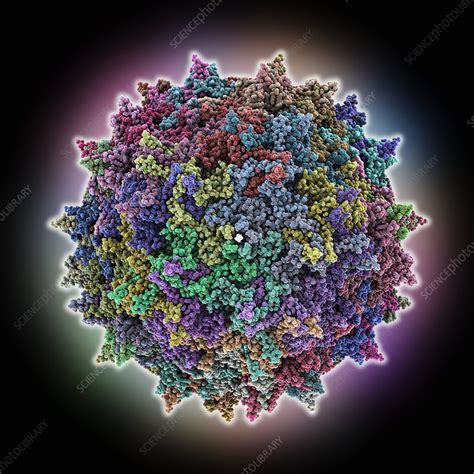 Adeno Associated Virus Serotype 2 Molecular Model Stock Image C054