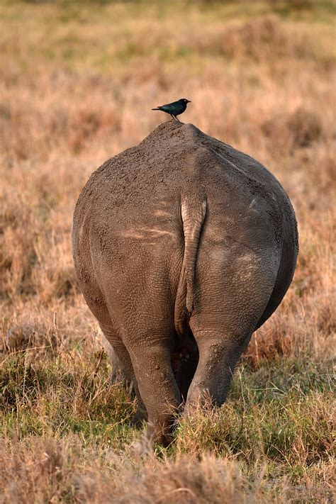 White Rhinoceros Free Photo On Pixabay Pixabay