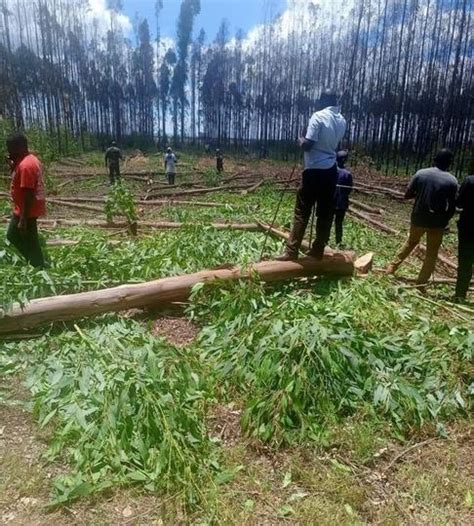 Photos From Uhuru Kenyattas Land Which Was Invaded Today By Goons Who