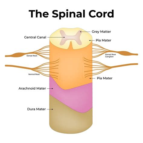Premium Vector The Spinal Cord Central Canal Arachnoid Mater Dura