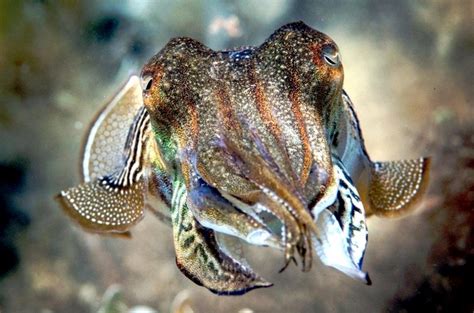 Cuttlefish OCEAN TREASURES Memorial Library