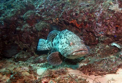 Potato Cod Fishing Fishing Wa Fishing Photos