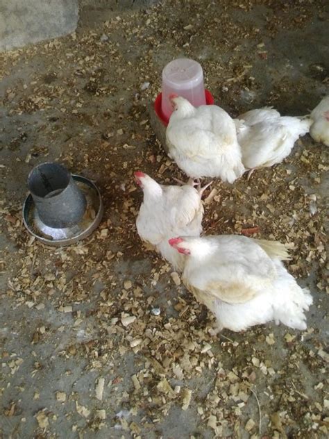 My Journey In Brooding 125 Broilers As A First Timer Agriculture 4