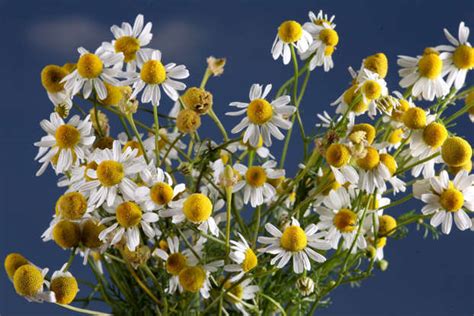 Are Male And Female Brains Different