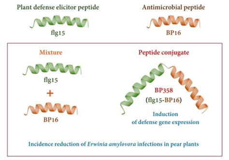 A Bifunctional Peptide Conjugate That Controls Infections Of Erwinia
