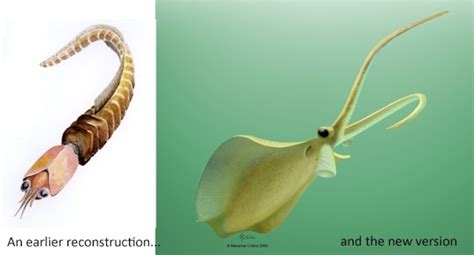 Nectocaris Mystery Fossil Was Actually A 500 Million Year Old Squid Relative National Geographic