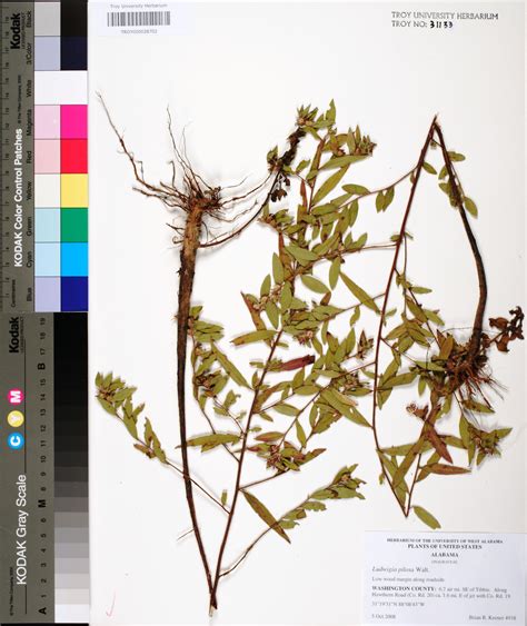 Ludwigia Pilosa Species Page Apa Alabama Plant Atlas