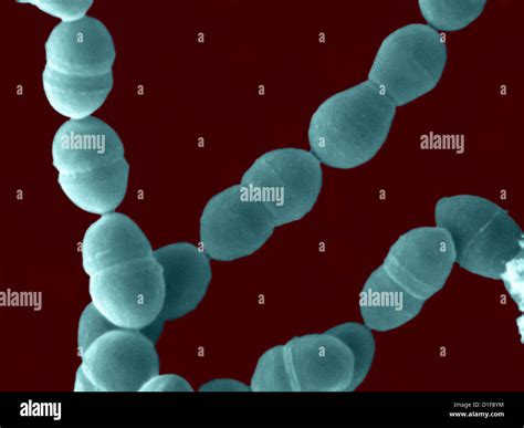 Lactobacillus Bulgaricus And Streptococcus Thermophilus