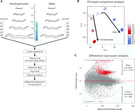 developmental transcriptome of the two sexes in c elegans download scientific diagram