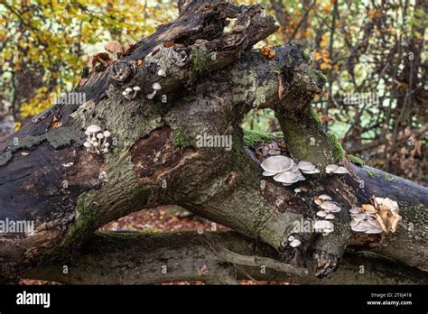 Porcelain Fungi Oudemansiella Mucida On Dying Hornbeam Fagus