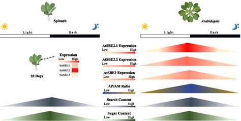 Transitory Starch And Starch Branching Enzymes Sbes Dynamics In Download Scientific Diagram