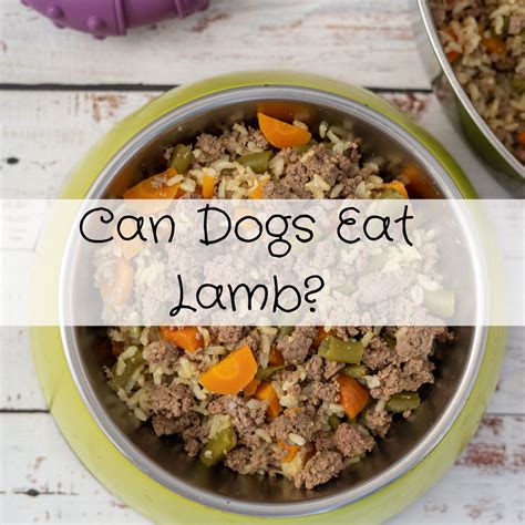 Can Dogs Eat Lamb