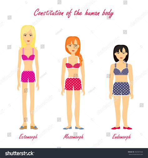 Constitution Human Body Figure Ectomorph Mesomorph Stock Vektor