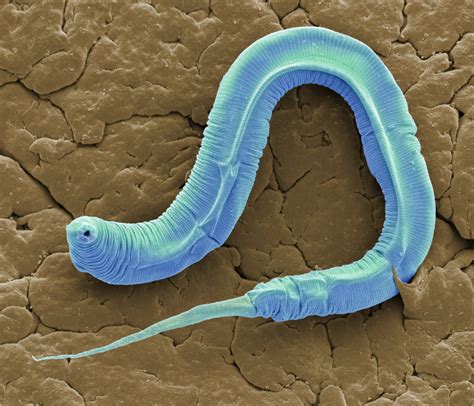 A Roundworm Species Was Just Revived After 46000 Years In The Siberian Permafrost Science