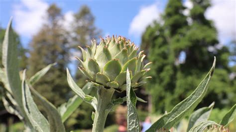 Botanische Tuin Universiteit Potsdam 28 John Museumspoor Flickr