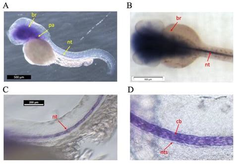 Yves Henrotin On Linkedin A Zebrafish Mutant In The Extracellular
