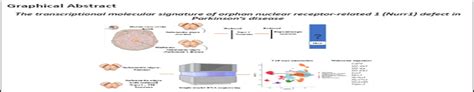 Single Nuclei Rna Sequencing Uncovers Heterogenous Transcrip