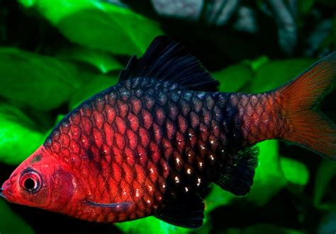 Black Ruby Barb Puntius Nigrofasciatus Aquapets Kowloonaquarium