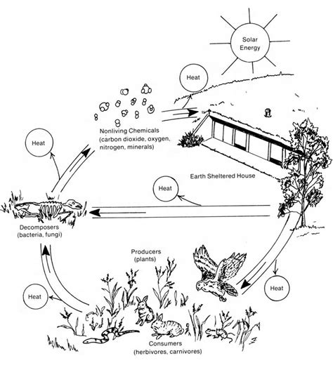 1 4 A Summary Of Ecosystem Structure And Function Incorpo