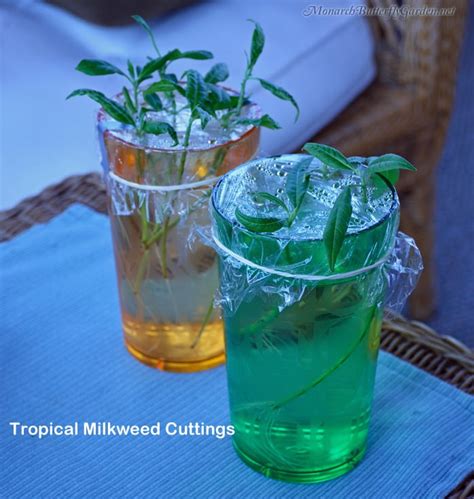 How To Root Milkweed Cuttings In Water Tropical Milkweed Tips
