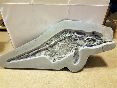 Disguising Glue Lines Fossil Preparation The Fossil Forum Disguising Glue Lines Fossil Preparation The Fossil Forum