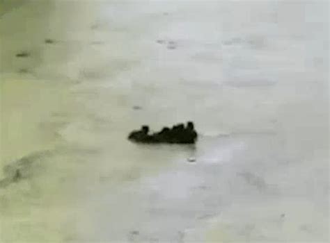 애기 오리들이랑 놀아주는 엄마오리 Battlepage