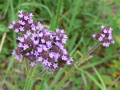 ダキバアレチハナガサ抱き葉荒地花笠