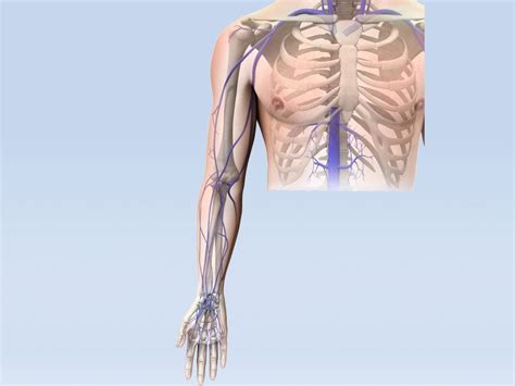 Bio 225 Veins Head Upper Extremity Diagram Quizlet