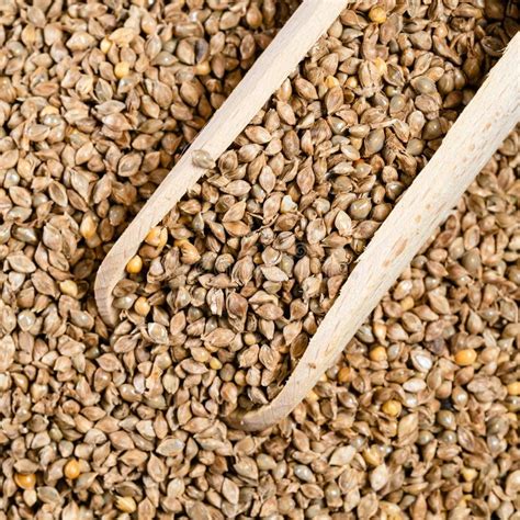 Top View Of Scoop On Unhulled Barnyard Millet Seed Stock Image Image
