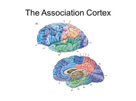 The Association Cortex The Neocortex The Association Cortices