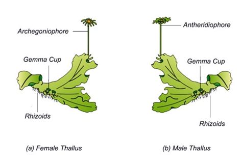 Liverworts Labeled