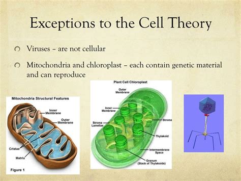 Ppt The Cell Theory Powerpoint Presentation Free Download Id2337196