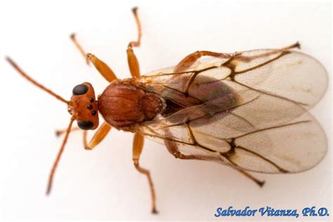Hymenoptera Cynipidae Gall Wasps R Urban Programs El Paso County
