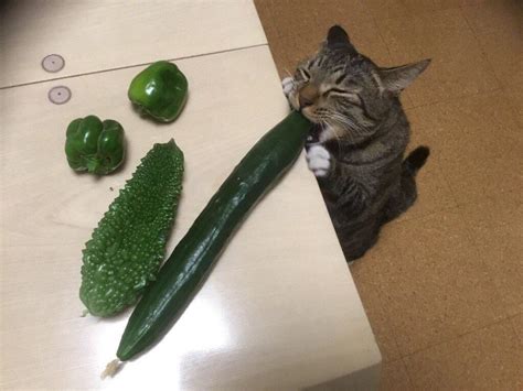 What Is This Bumpy Thing Next To The Cucumber R Whatisthisthing
