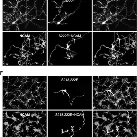 Pdf Neural Cell Adhesion Molecule Ncam Induces Neuronal Phenotype