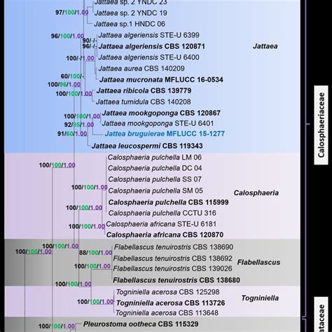 Raxml Tree Based On Analysis Of A Combined Dataset Of Its Lsu Ssu And