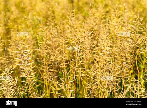 Mustard Field Mustard Seeds Also Called Brassica Napus Are Ripe For
