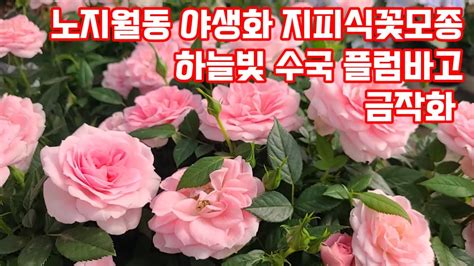 야생화꽃모종 다년생꽃모종 노지월동식물 플럼바고 여우꼬리 수국 장미 금작화 말발돌이 YouTube