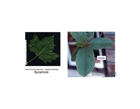 Venation Pattern Quiz