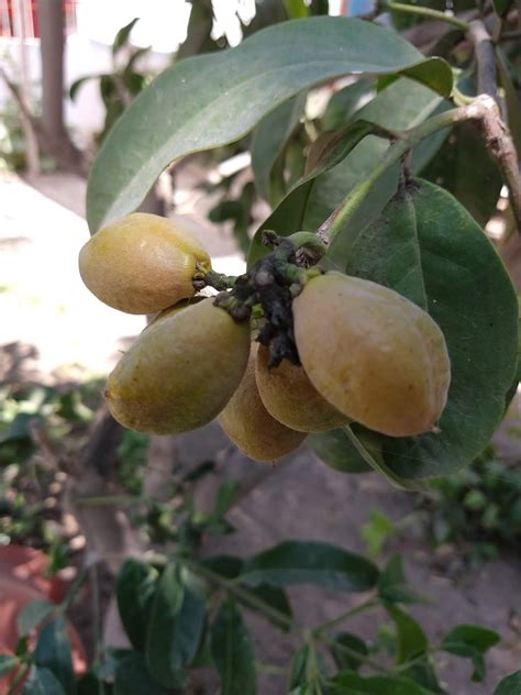Trabajos De Investigacion Malpighiaceae Cansa Boca Ciruela De