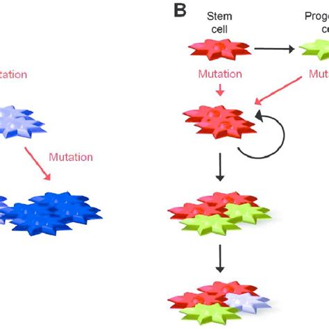 Cancer Stem Cell Vs Clonal Selection Concept A The Clonal Selection Download Scientific