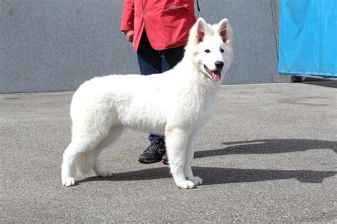 Chien Jeza Belle Du Domaine De La Patte Blanche Elevage Du Domaine