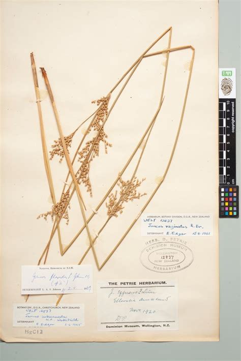 Juncus Flavidus Lasjohnson Collections Online Museum Of New