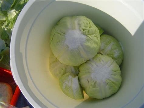 RECEPT ZA KISELJENJE KUPUSA KISELJENJE KUPUSA ZA ZIMU