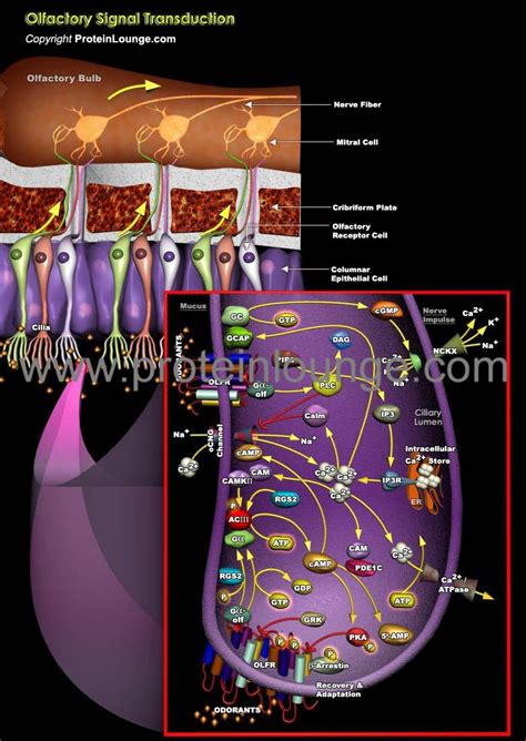 Biological Databases And Tools Olfactory Signal Transduction Protein Lounge