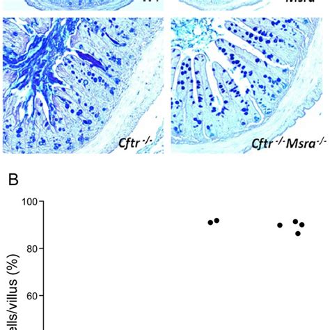 Histology Of Small Intestine And Goblet Cell Fraction Of Villi In Wt