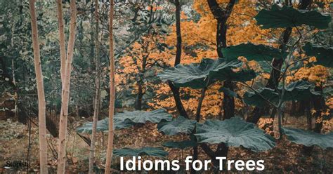 65 Idioms For Trees