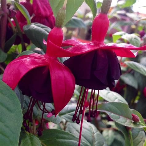 New Millennium Fuchsia Plant Growjoy
